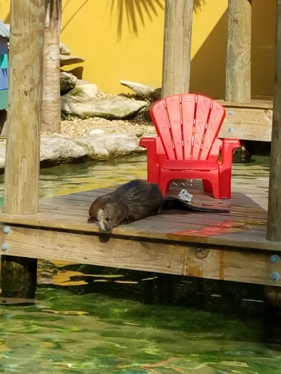 World Otter Day – Griffins and Ginger Snaps